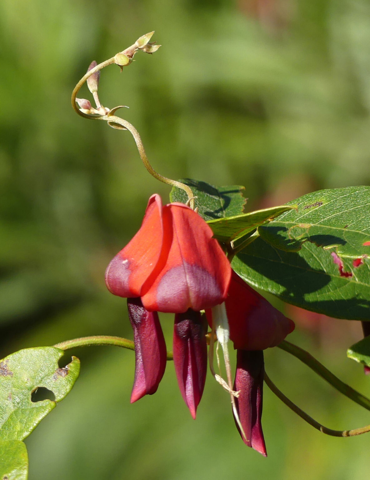 Dusky coral pea, Red kennedy pea – Australian Plants
