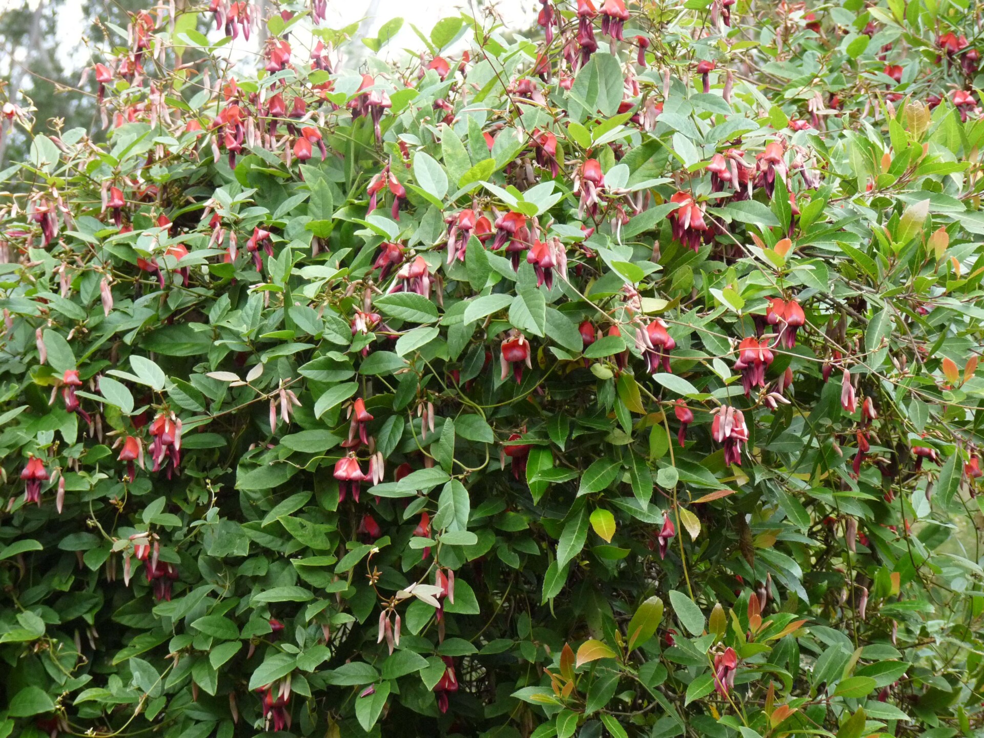 Dusky coral pea, Red kennedy pea – Australian Plants