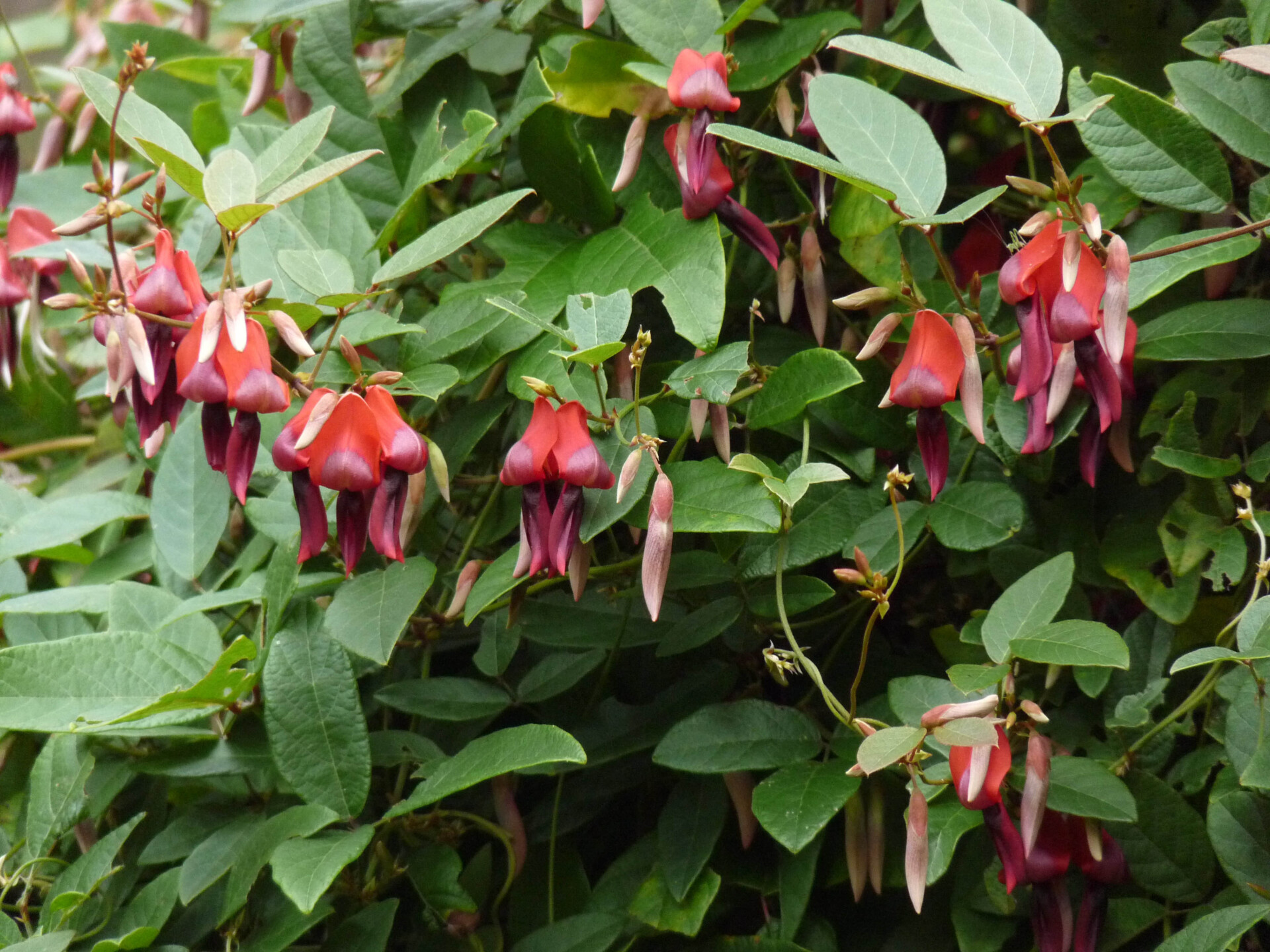 Dusky coral pea, Red kennedy pea – Australian Plants