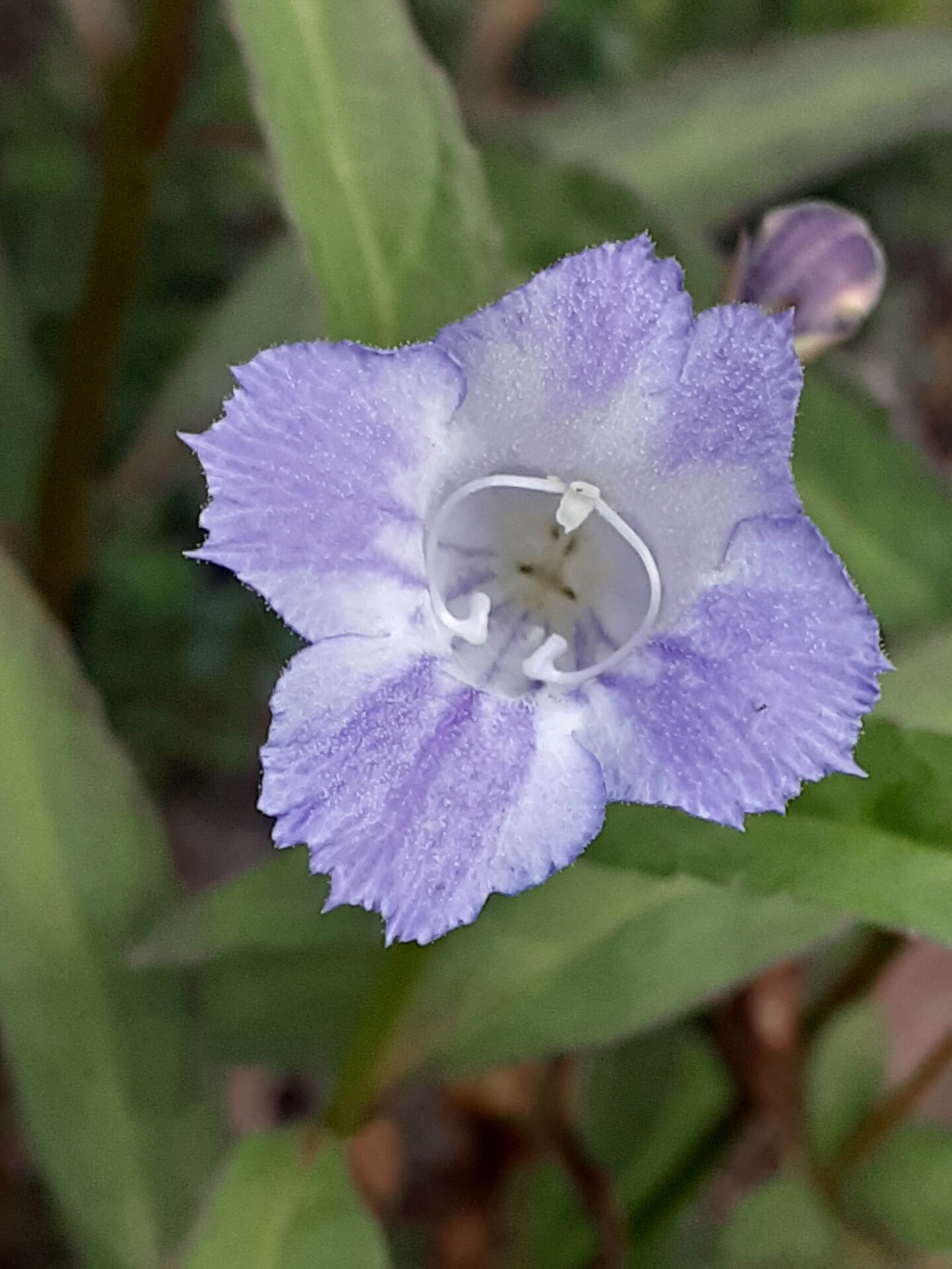 Koala bells, Bearded flower shrub – Australian Plants