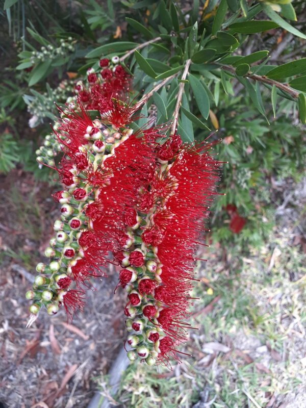 Macarthur bottlebrush – Australian Plants