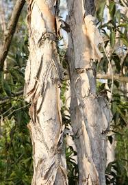 Paper-barked tea tree, Coastal tea tree – Australian Plants