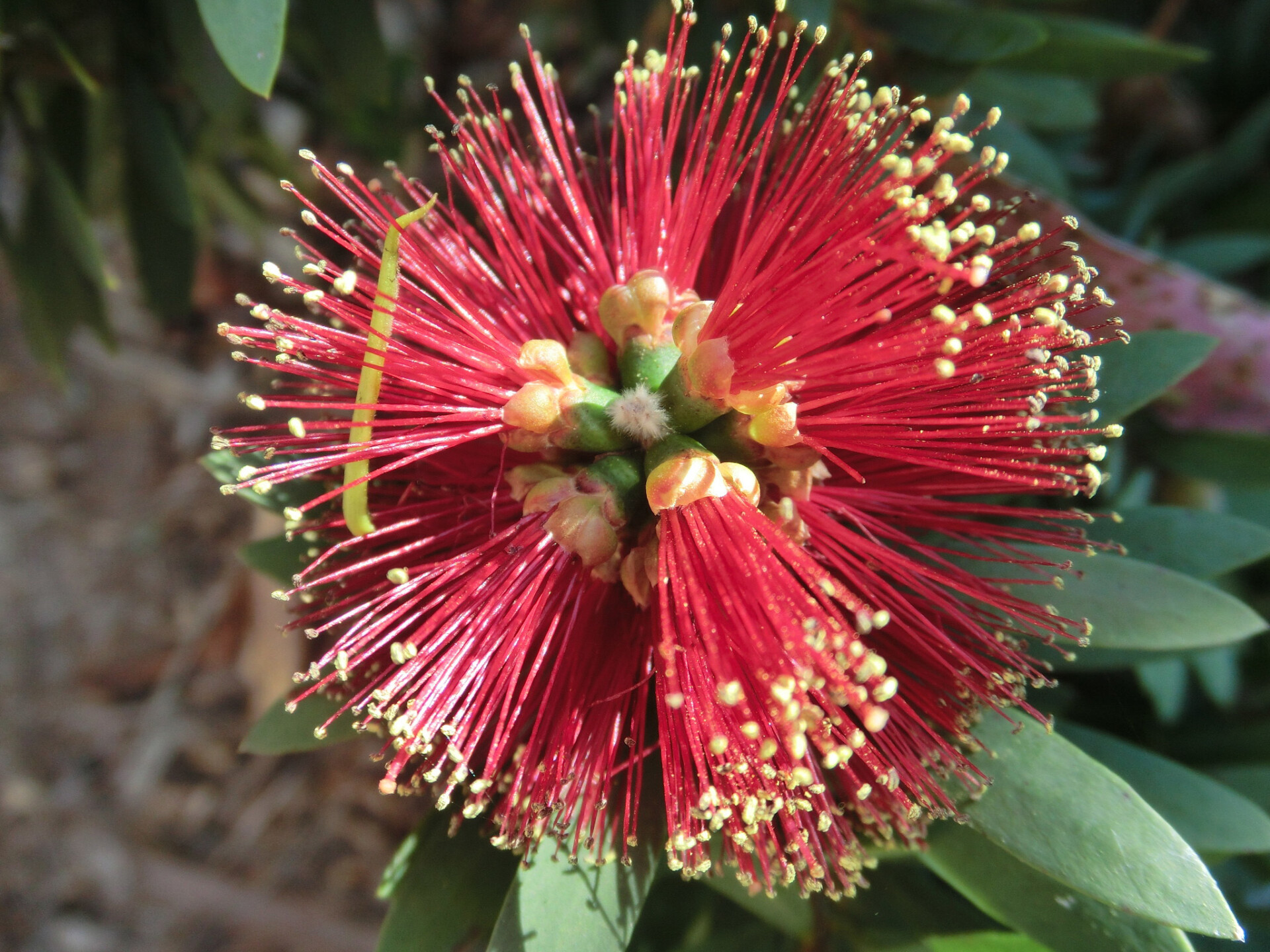Callistemon ‘Firebrand’ – Australian Plants