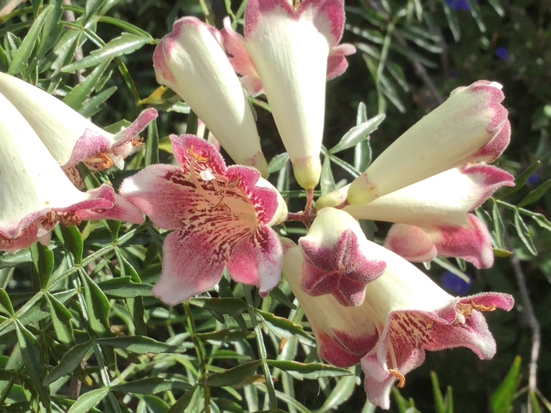 Wonga wonga vine – Australian Plants