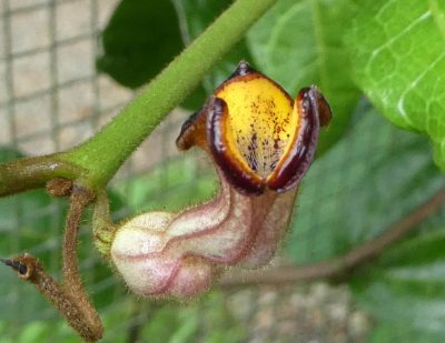 Birdwing butterfly vine – Australian Plants