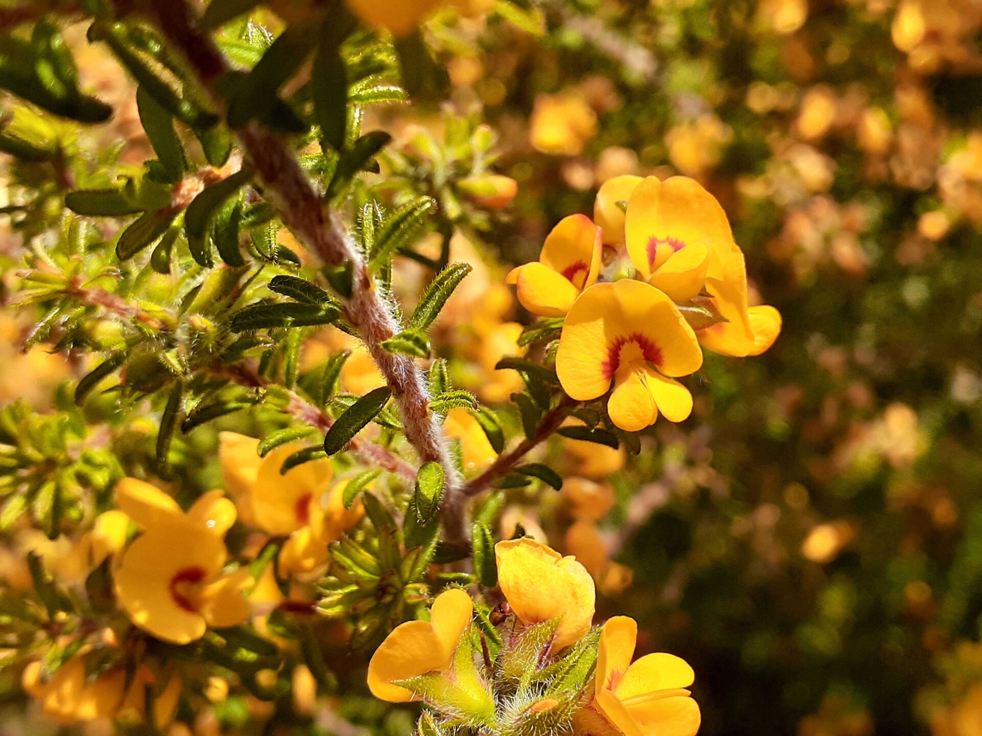 Hairy bush pea – Australian Plants
