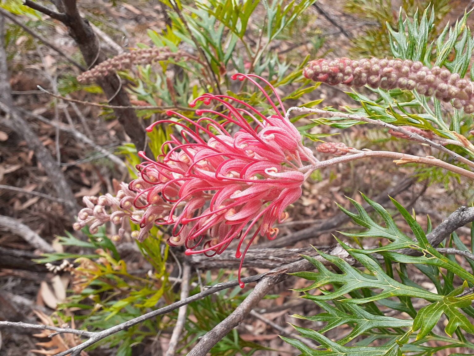 Grevillea ‘Robyn Gordon’ – Australian Plants