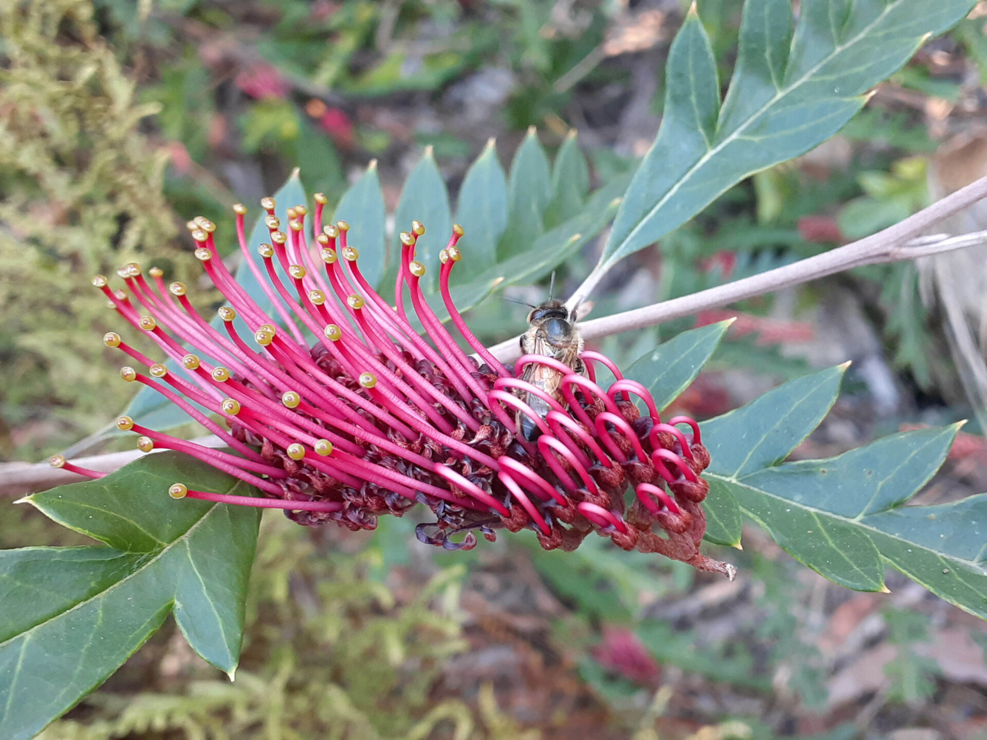 Grevillea ‘Poorinda Royal Mantle’ – Australian Plants