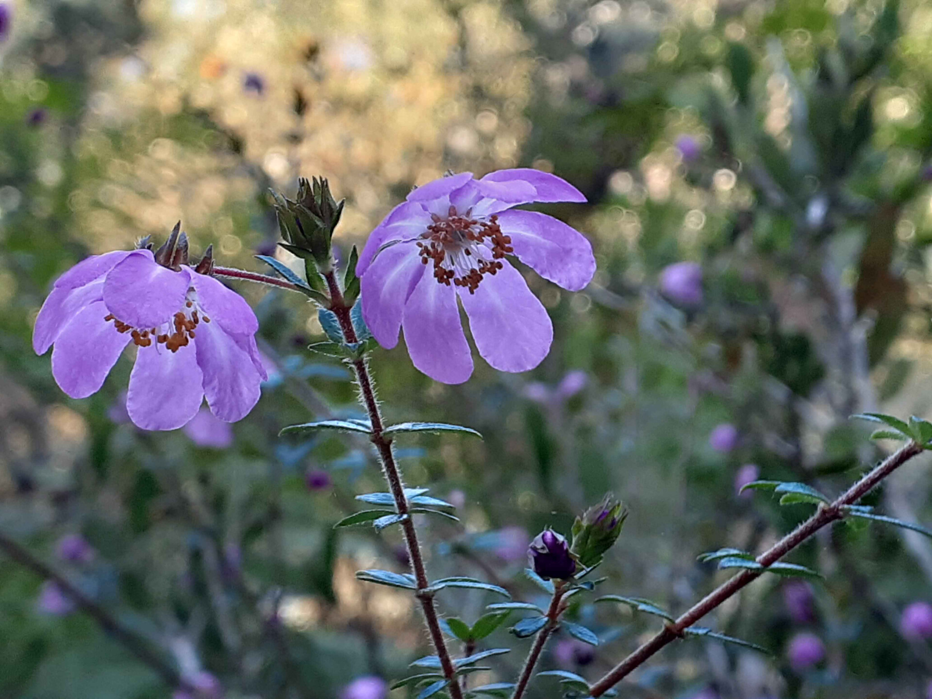 River rose – Australian Plants