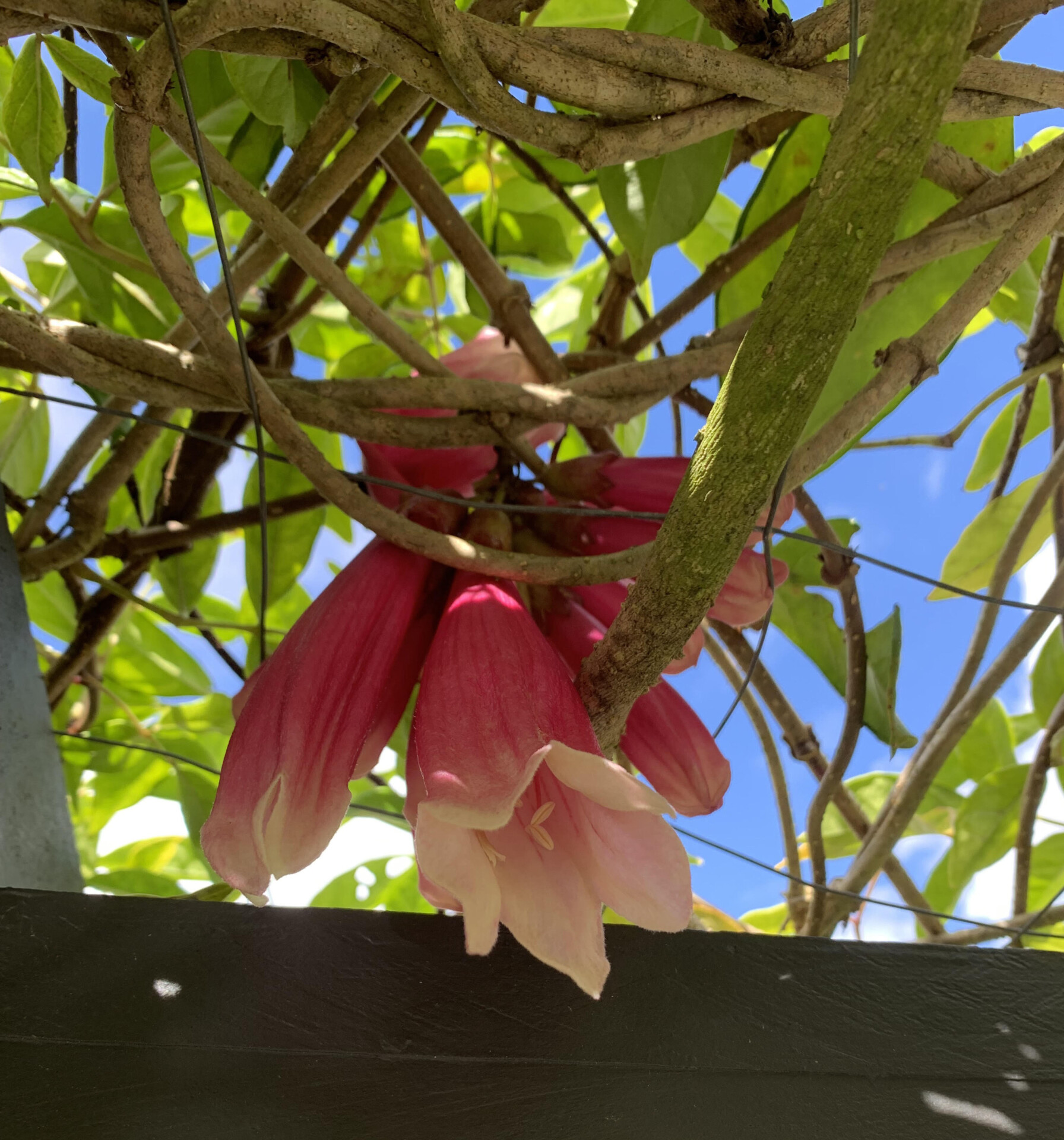 Fraser Island creeper – Australian Plants