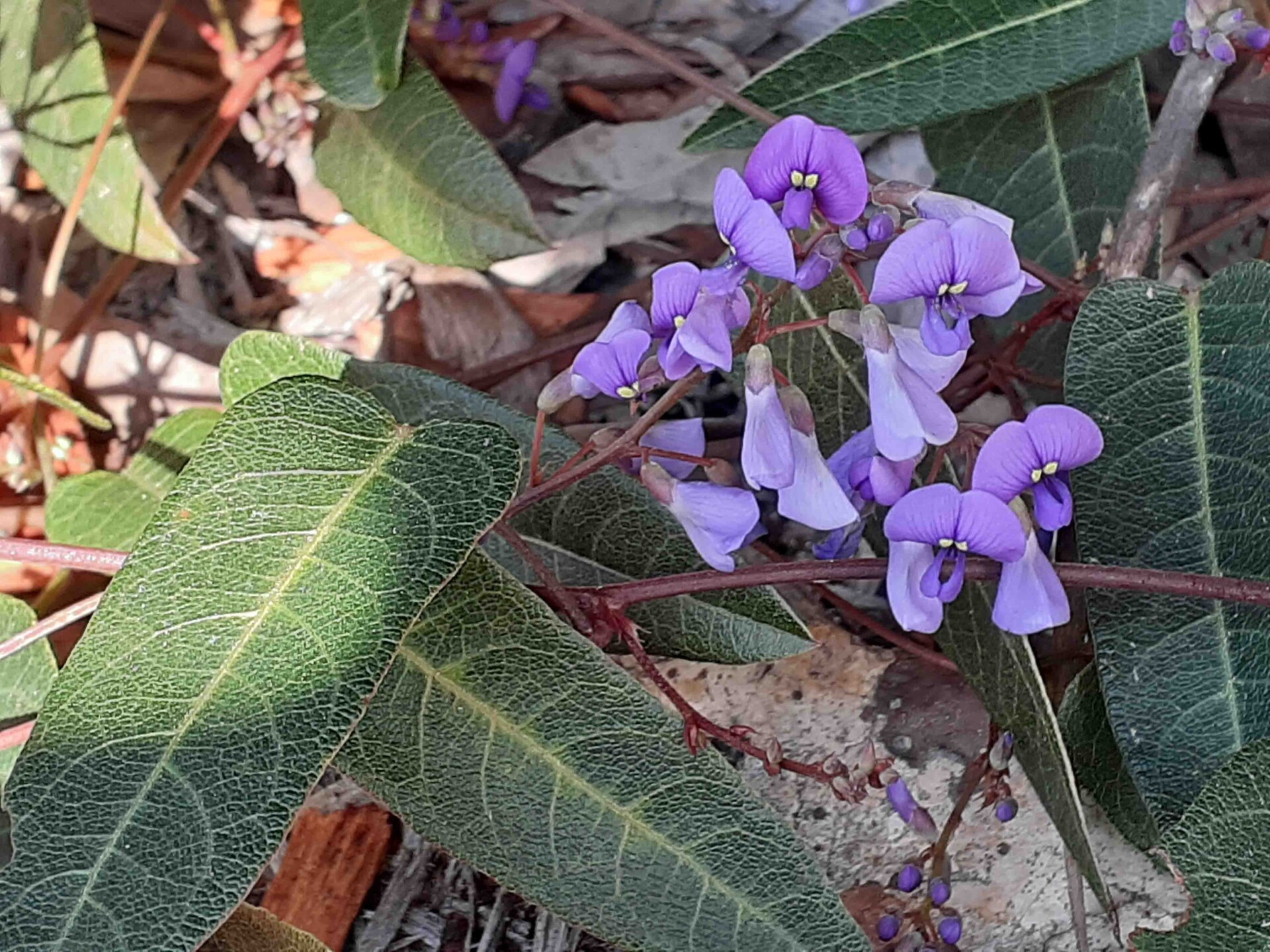 Native sarsaparilla – Australian Plants
