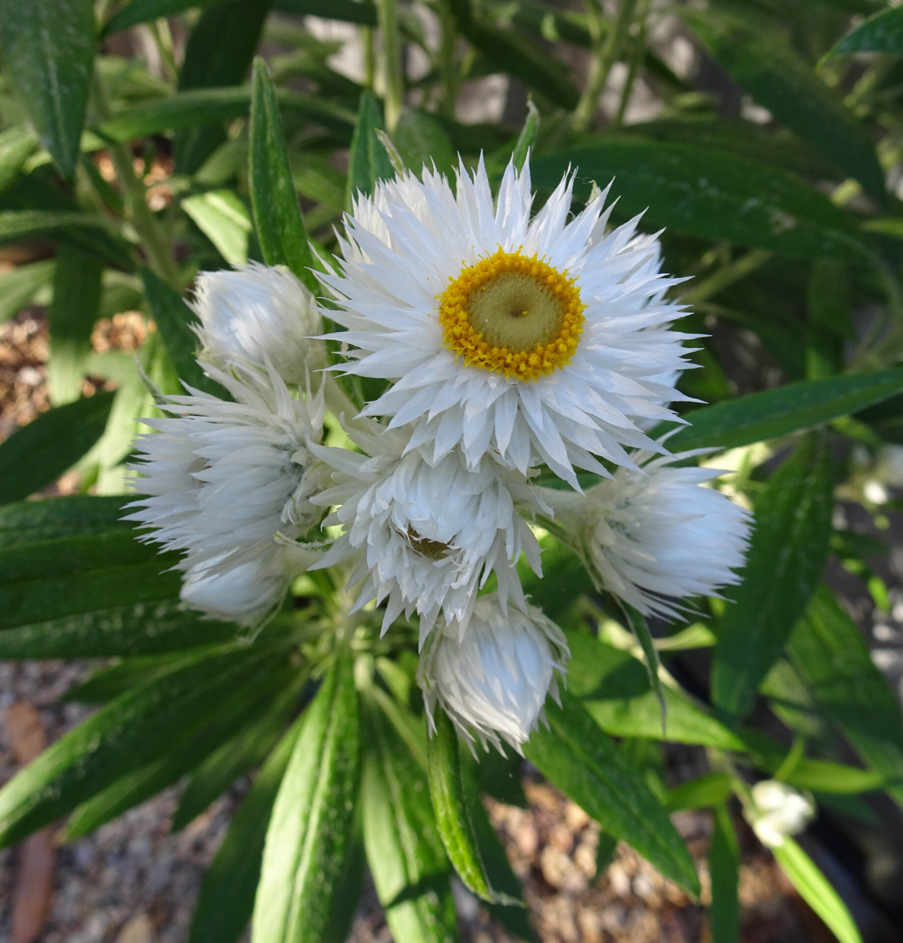 Everlasting daisy, White paper daisy, Tall everlasting – Australian Plants