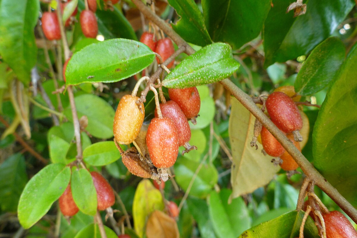 Millaa vine – Australian Plants