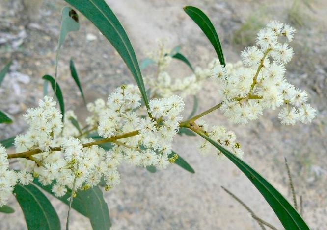 Sickle-leaved wattle, Sally, Hickory wattle, Silver-leaved wattle ...