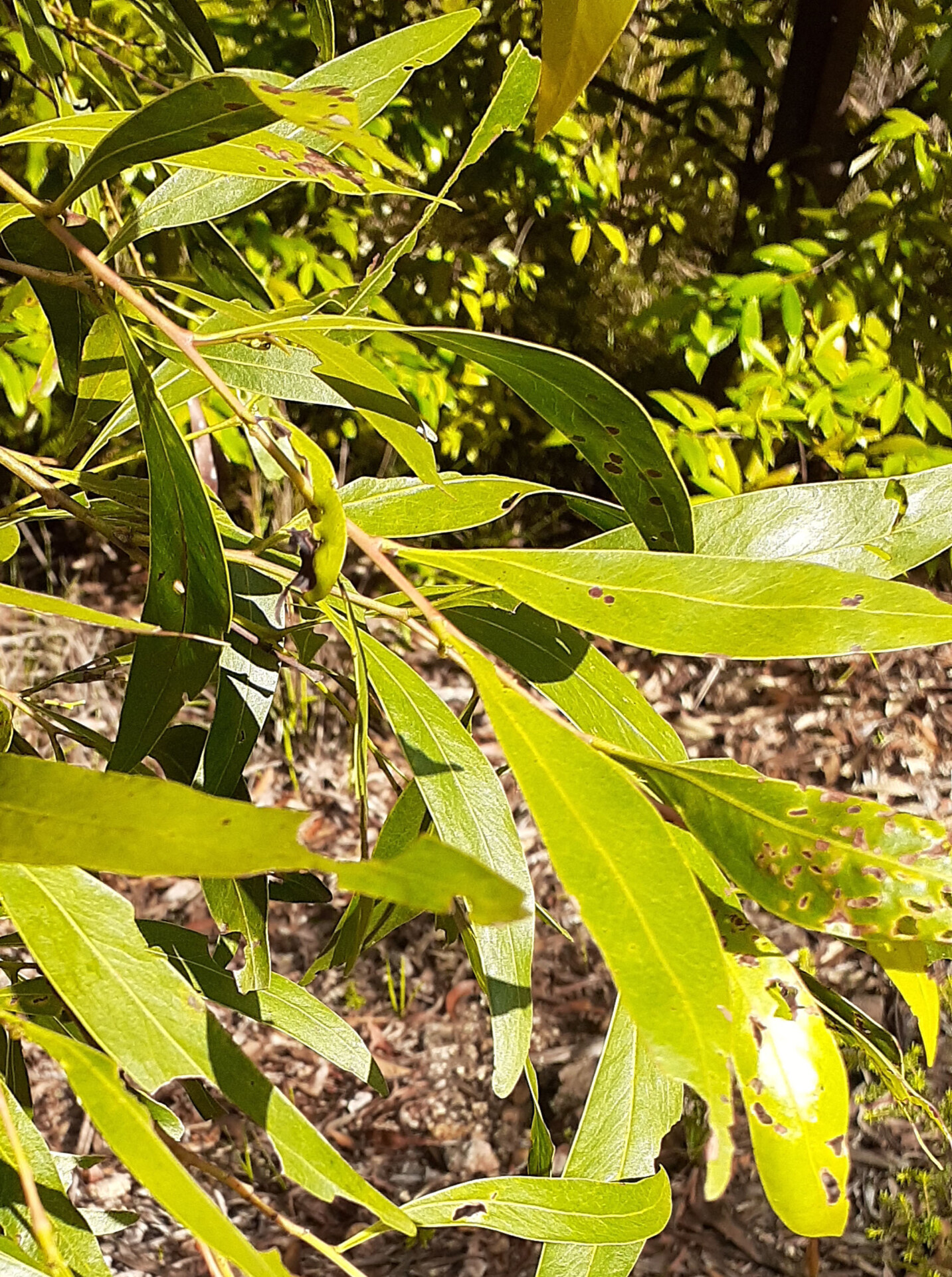 Sickle-leaved wattle, Sally, Hickory wattle, Silver-leaved wattle ...