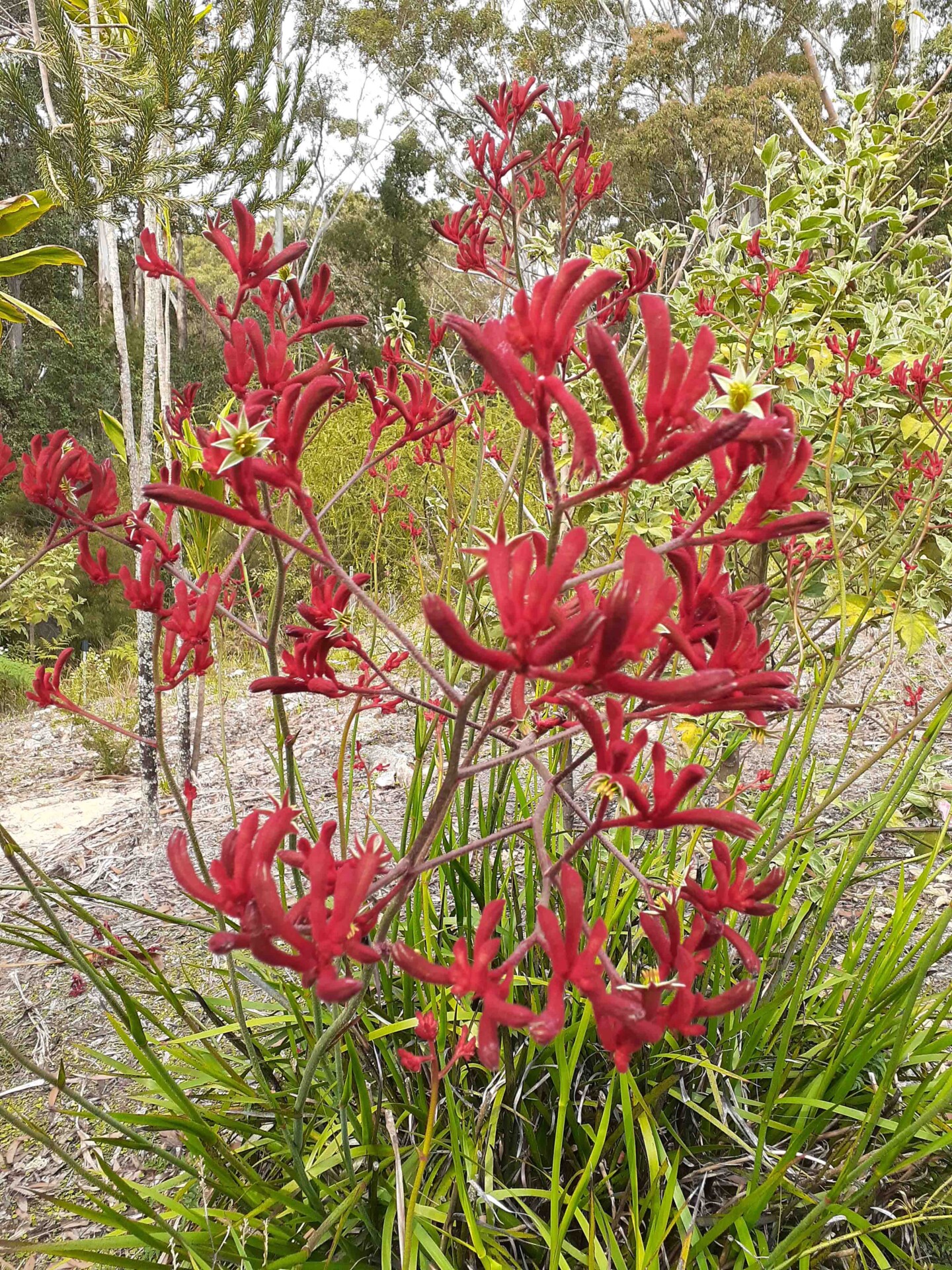 Kangaroo paw ‘Big Red’ – Australian Plants