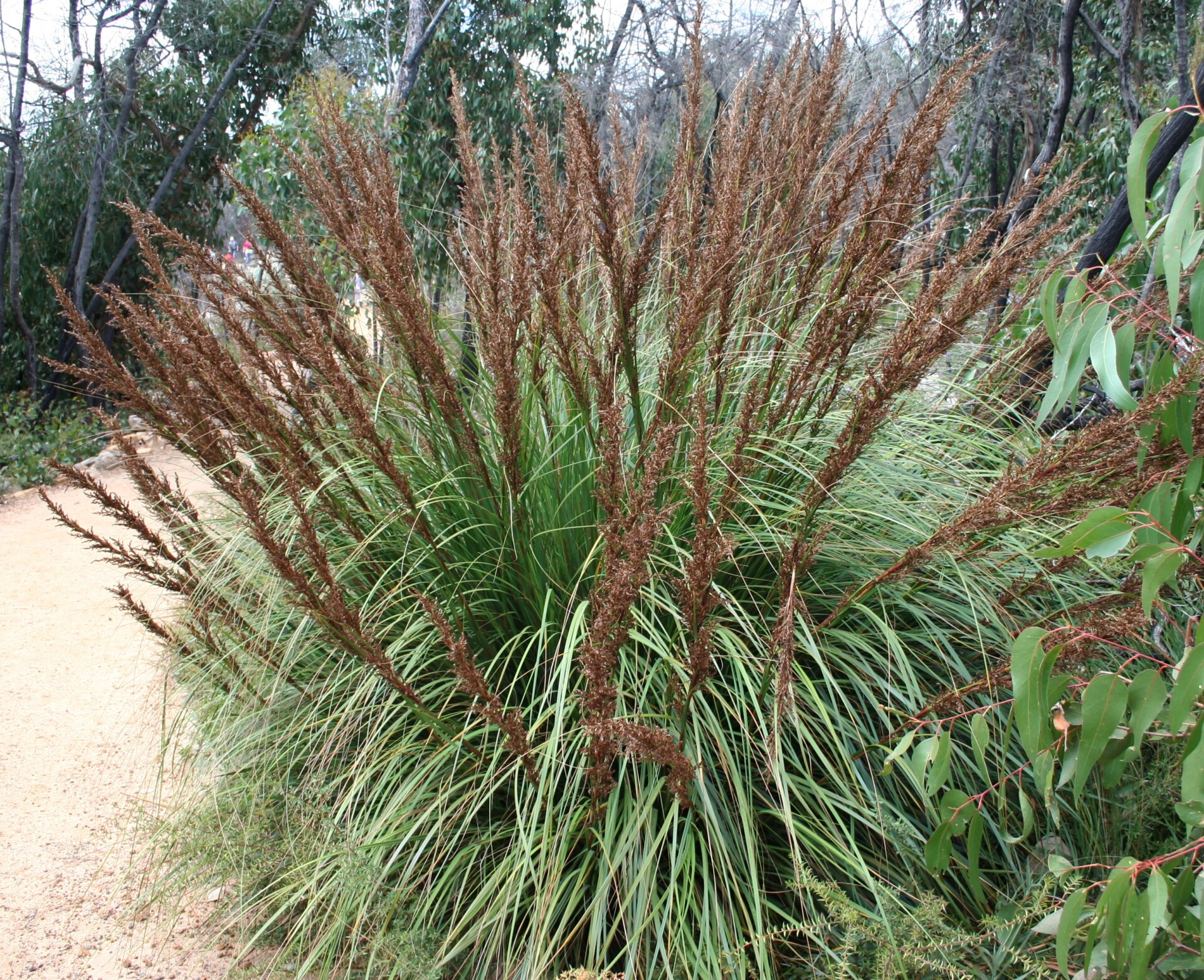 Sword sedge, Red-fruit saw-sedge – Australian Plants