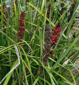 Sword sedge, Red-fruit saw-sedge – Australian Plants