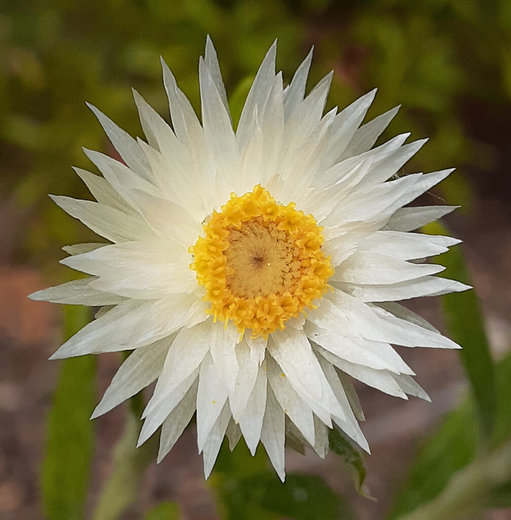 Everlasting daisy, White paper daisy, Tall everlasting – Australian Plants
