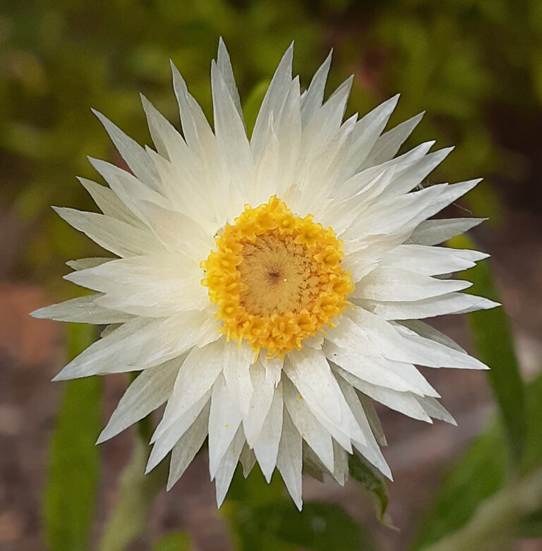 Everlasting daisy, White paper daisy, Tall everlasting – Australian Plants