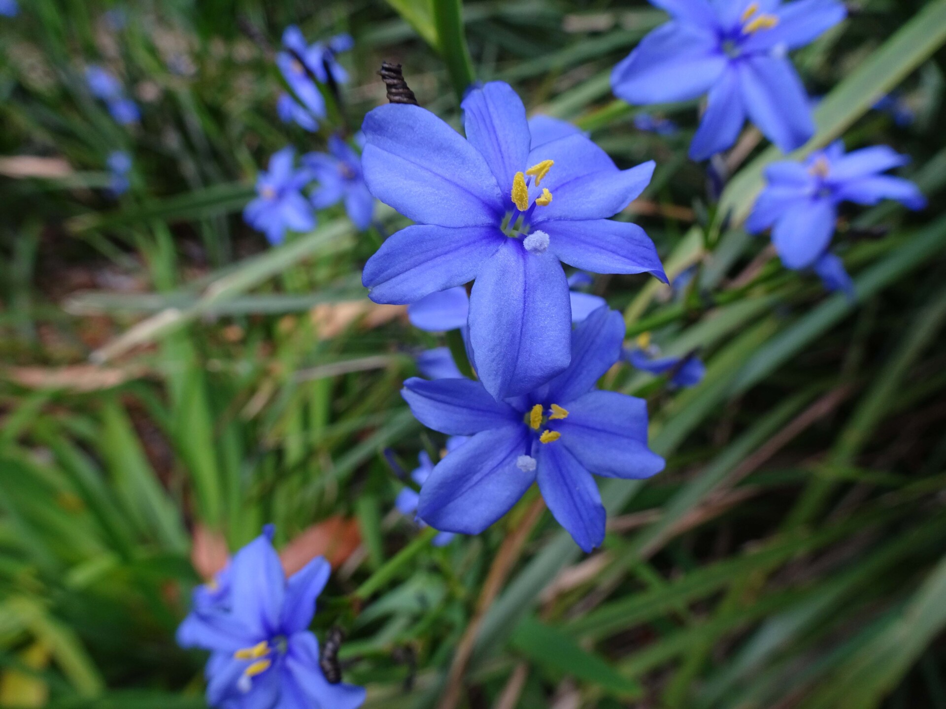 Tufted blue lily, Tufted lily – Australian Plants