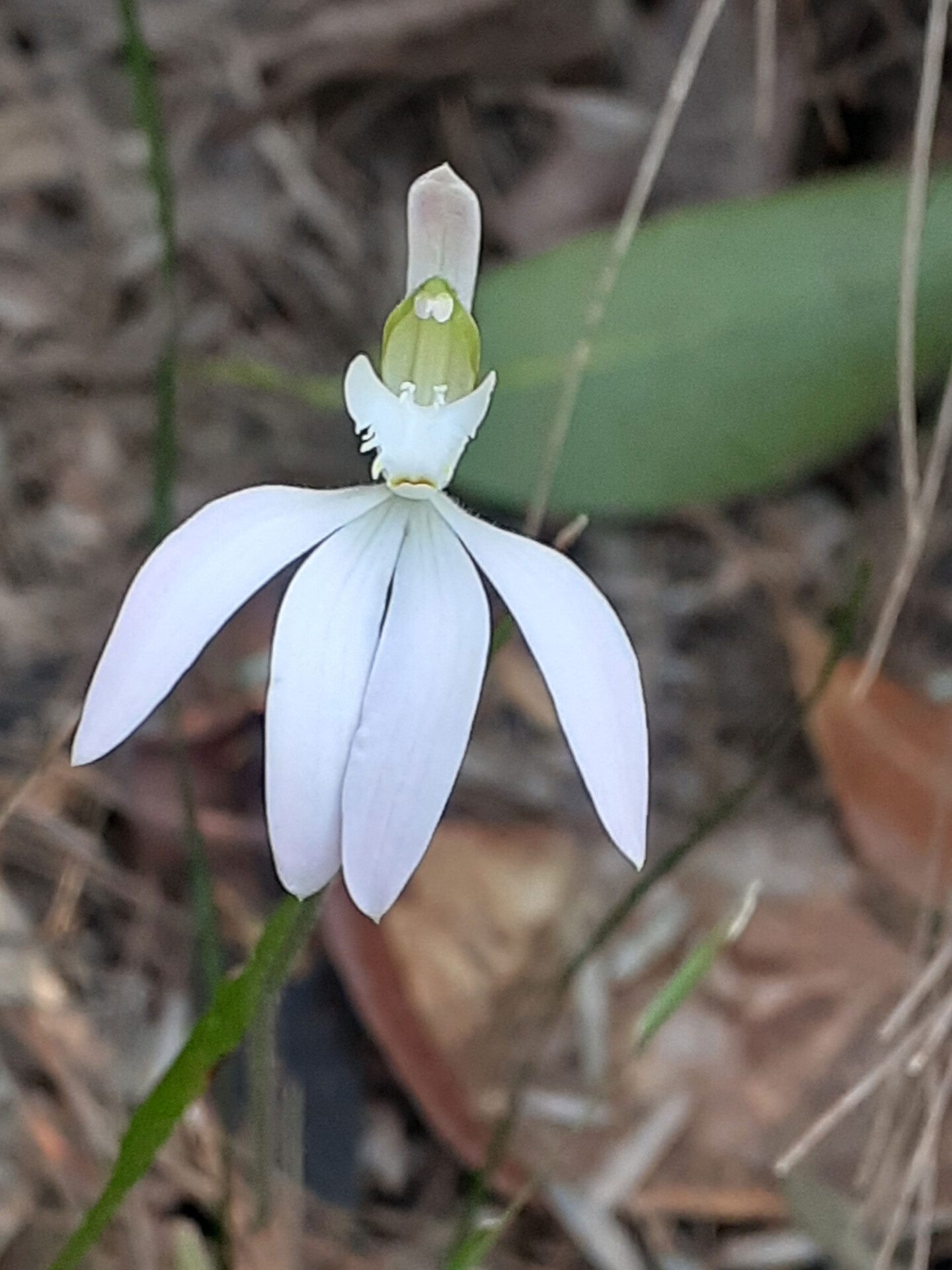 White caladenia, White fingers, Lady’s fingers – Australian Plants