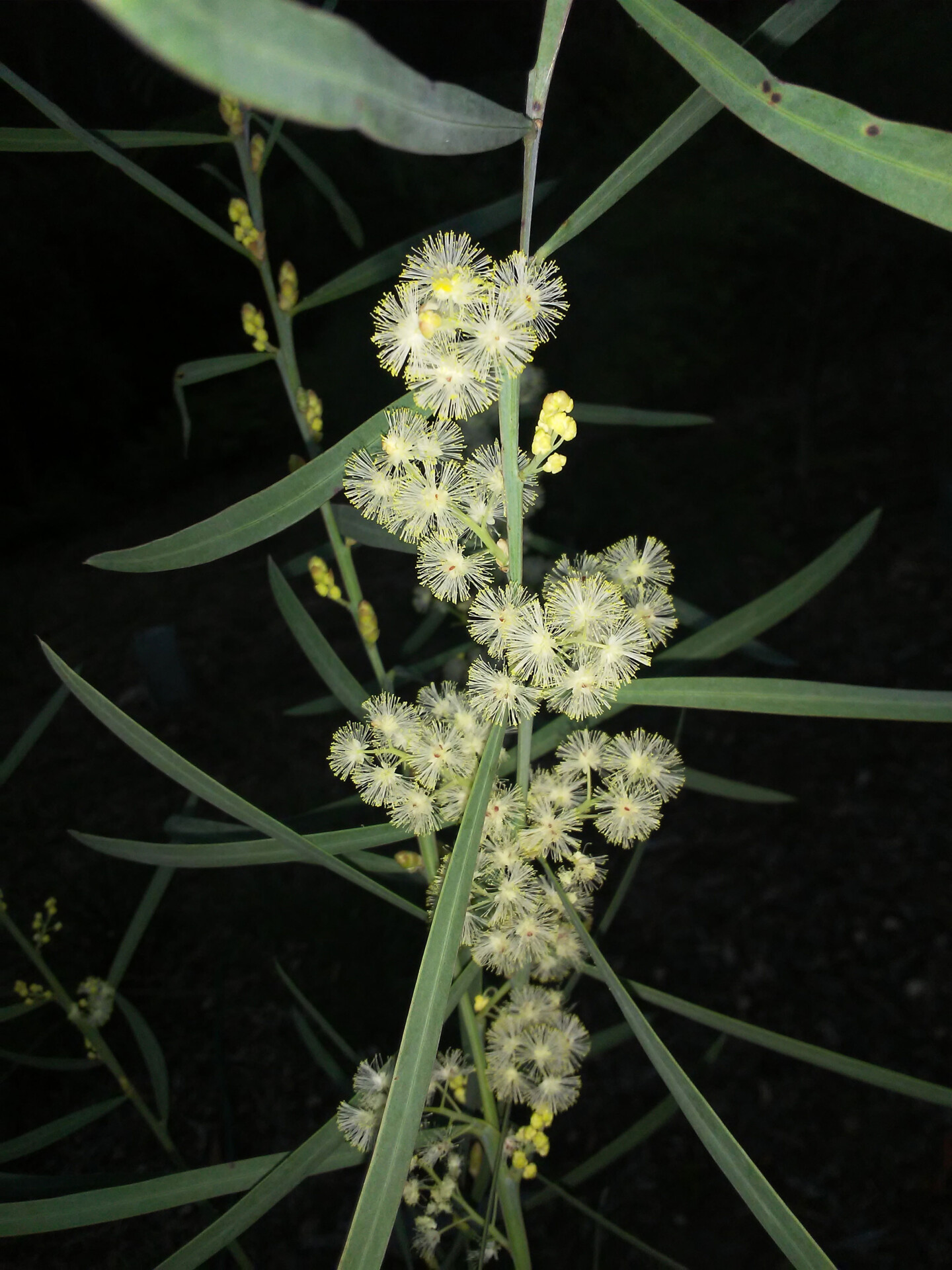 Sweet wattle – Australian Plants