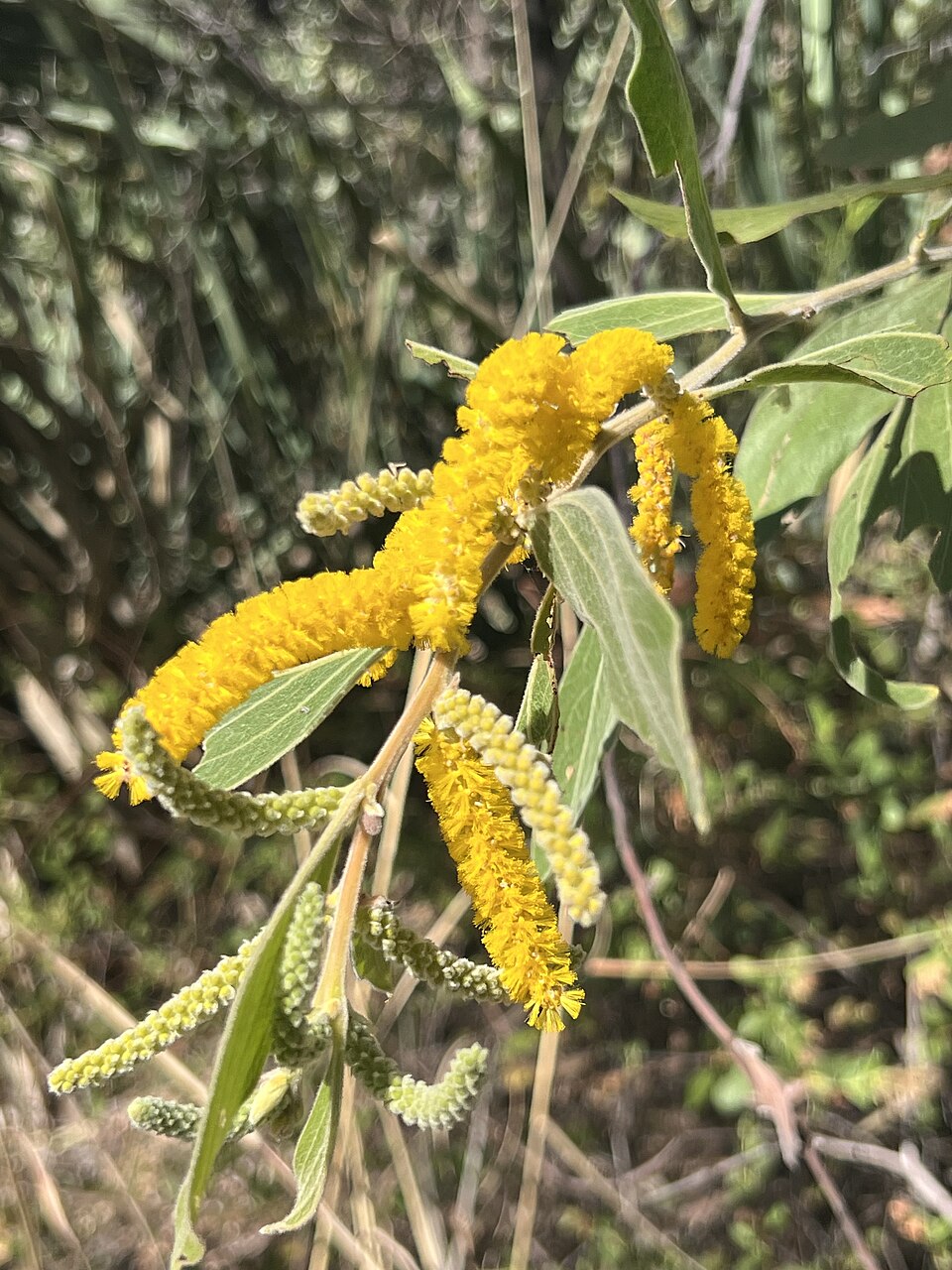 Soap bush, Silver-leaved wattle, Candelabra wattle, Silver wattle ...