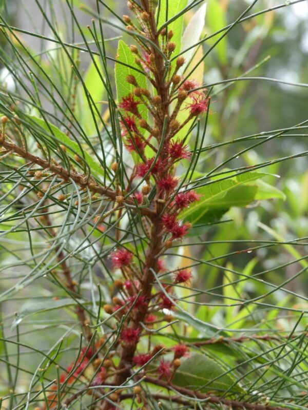 Sheoak – Australian Plants