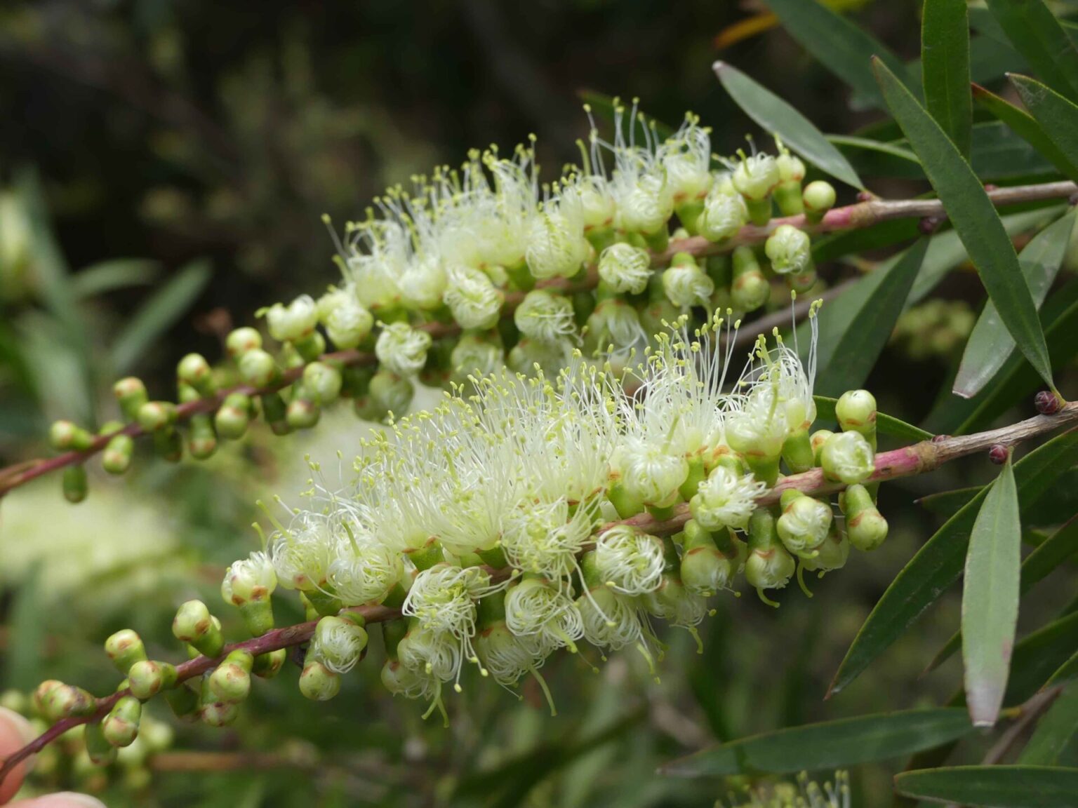 Australian Plants – Plants Database